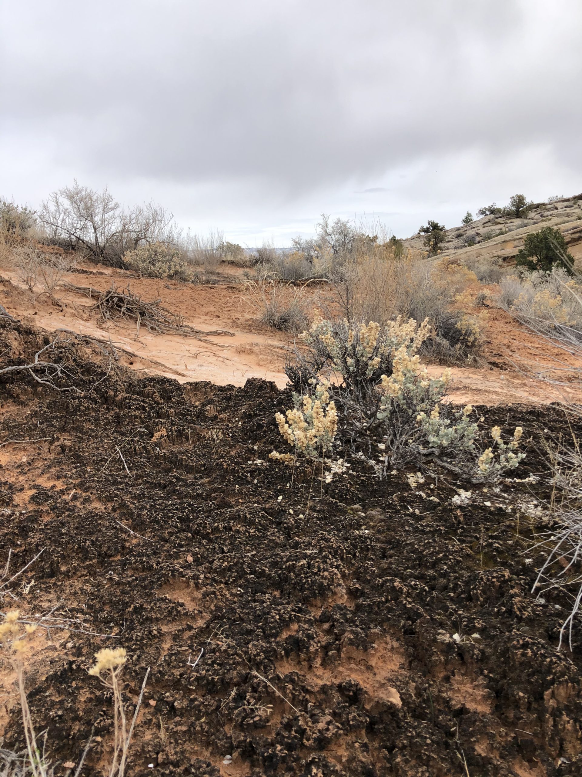 Leave No Trace 101 | kateoutdoors.com