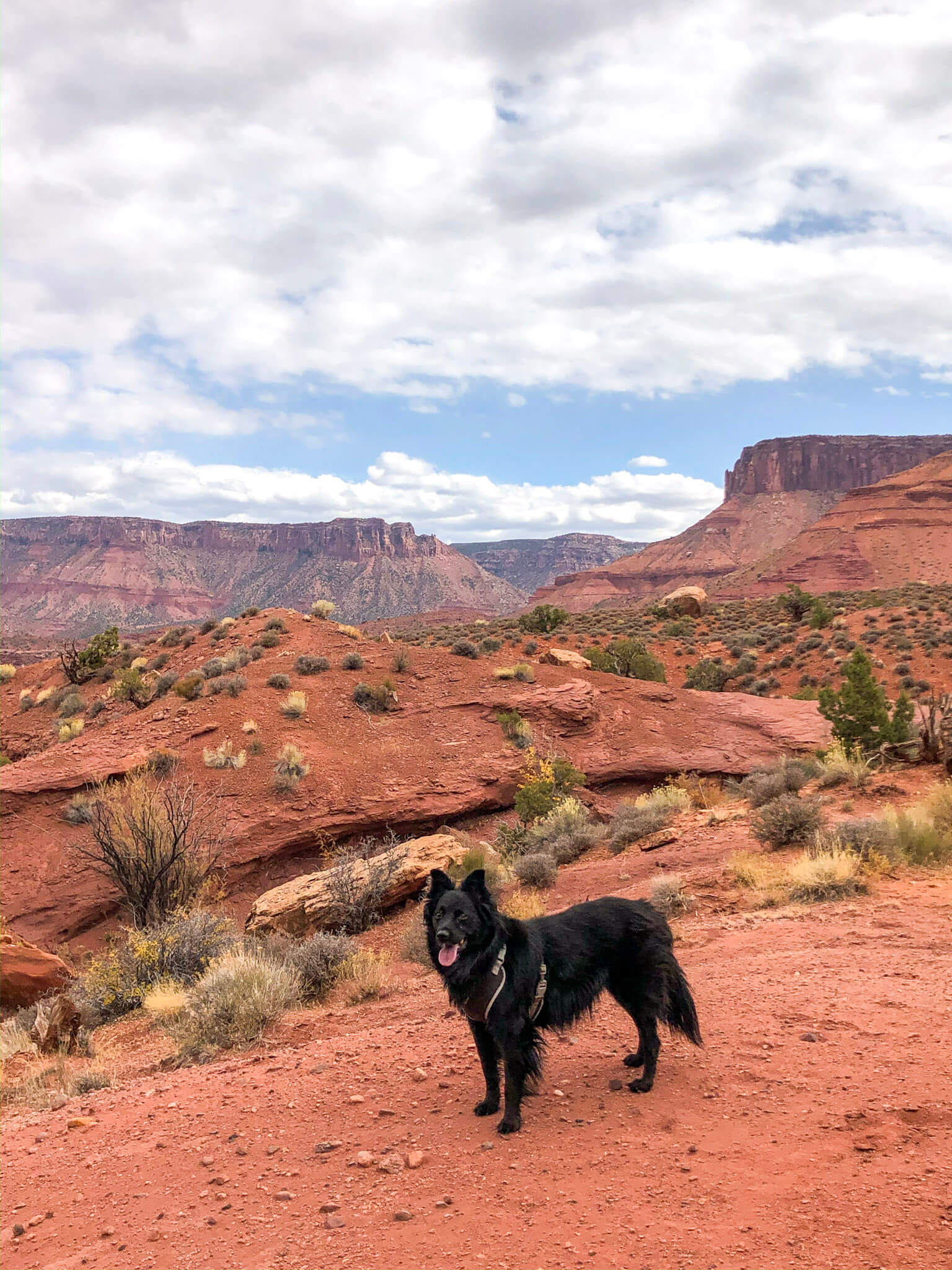 10 Best Dog-Friendly Hikes in Moab, Utah (Trail Guide) | kateoutdoors.com